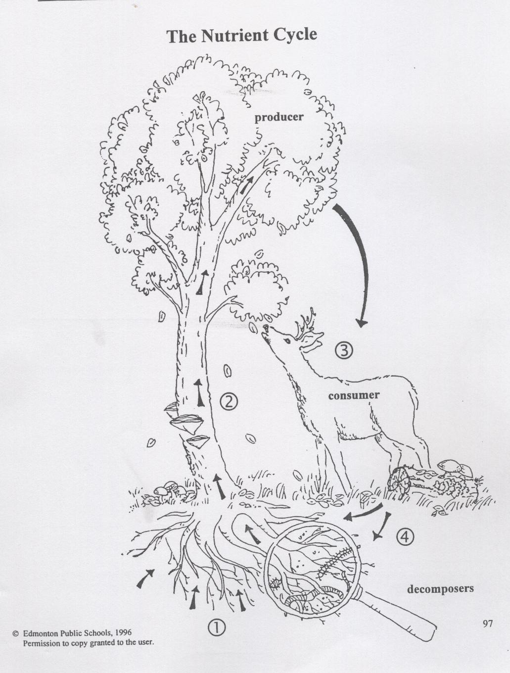 Science | Trees & Forests Web Links